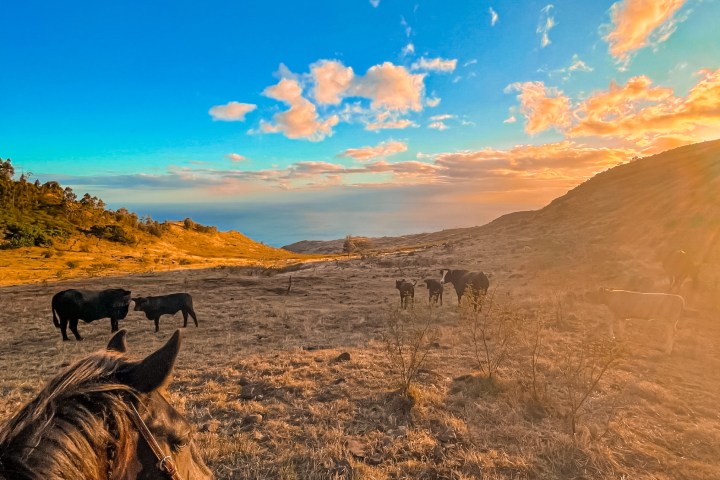Private Horseback Ride in Honolulu, HI | Palehua Trail Rides