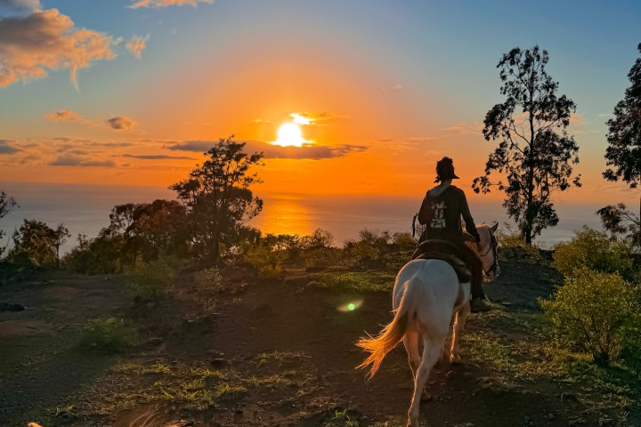 Private Horseback Ride in Honolulu, HI | Palehua Trail Rides